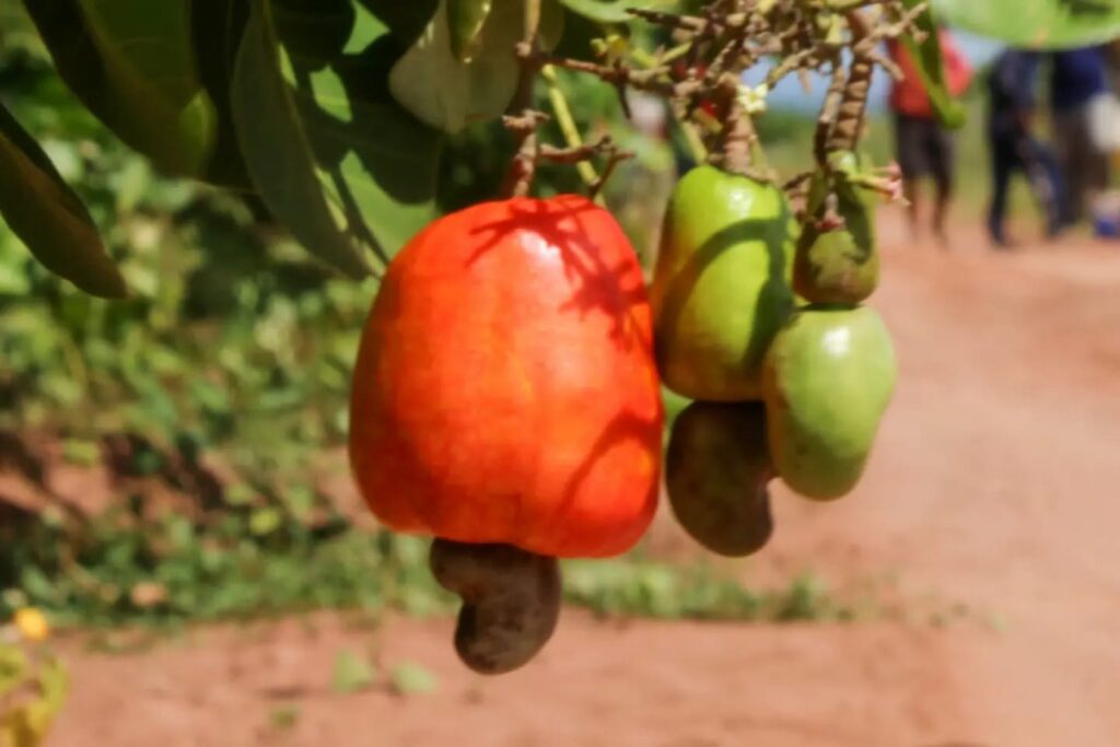 Instituto Caju Brasil – Agronegócio do Caju Inovação e Sustentabilidade ...